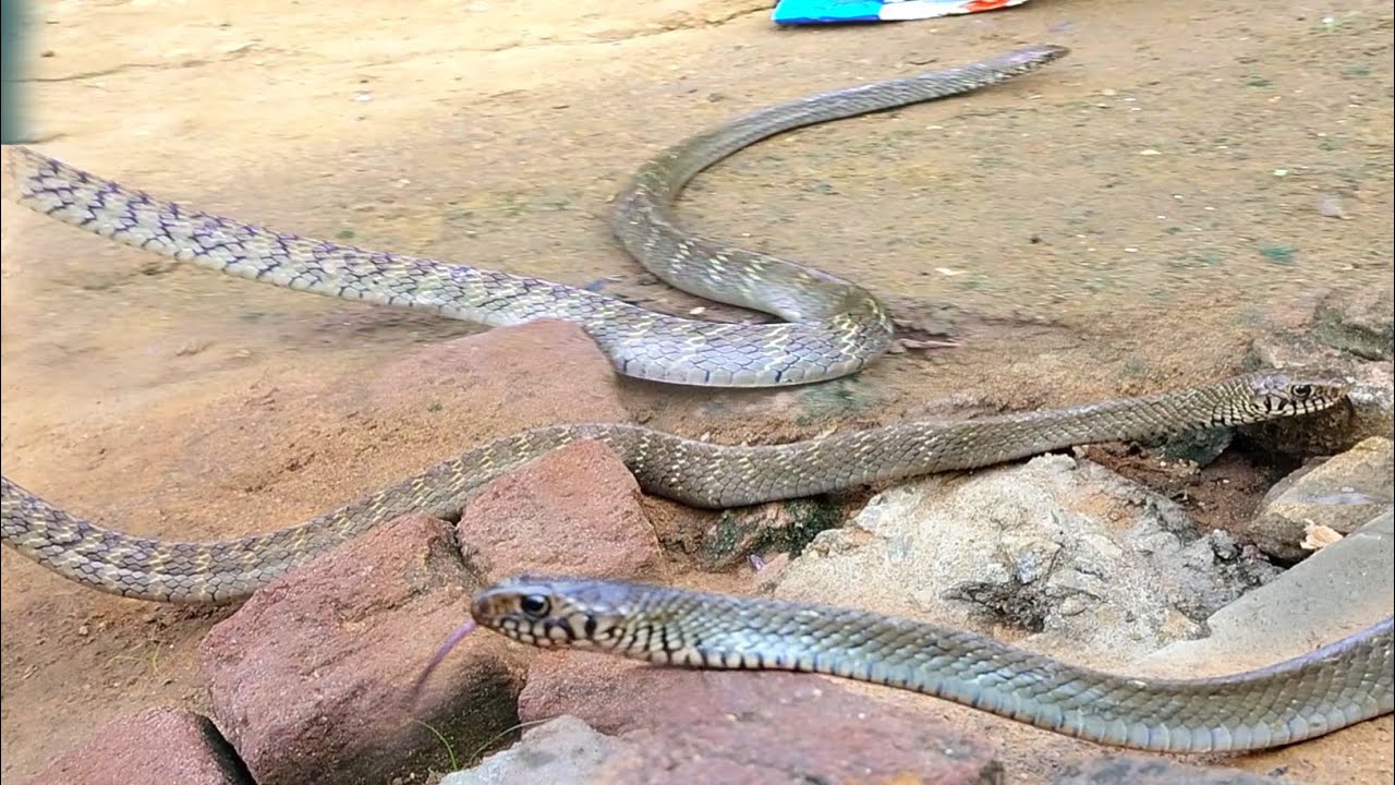 सांप परेशान इंसान भी परेशान इस साल की गर्मी से | Indian Rat Snake | 📞 ...