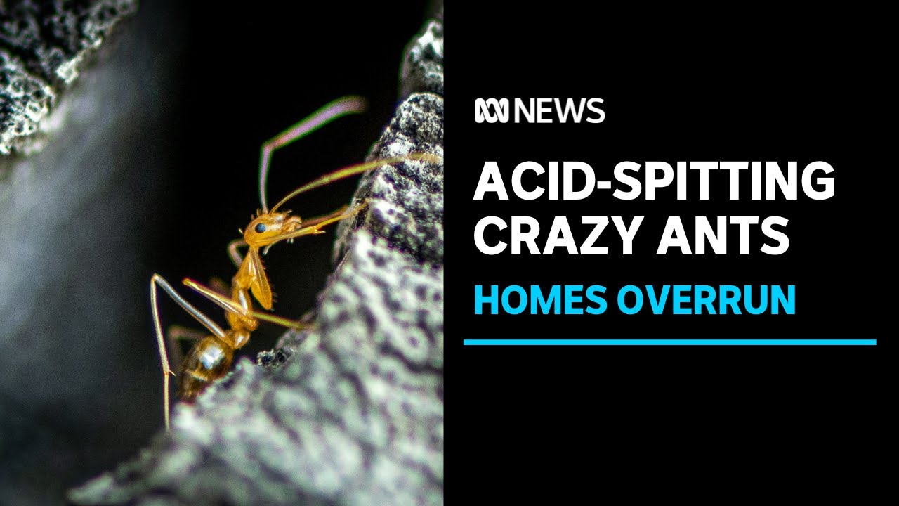 Crazy ant takeover sparks biggest-ever baiting blitz | ABC News - YouTube