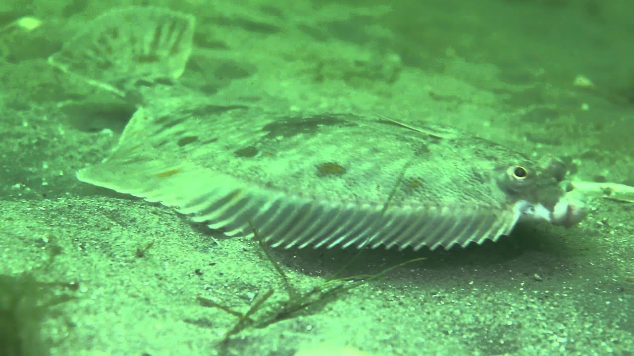 Platvis bij SV - YouTube