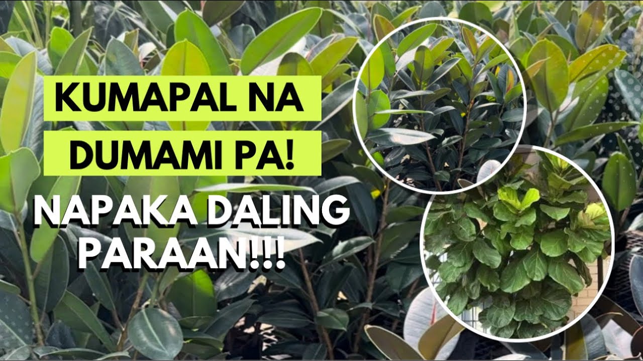 KAYA PALA HINDI KUMAKAPAL ANG RUBBER TREE AT FIDDLE LEAF MO! - YouTube
