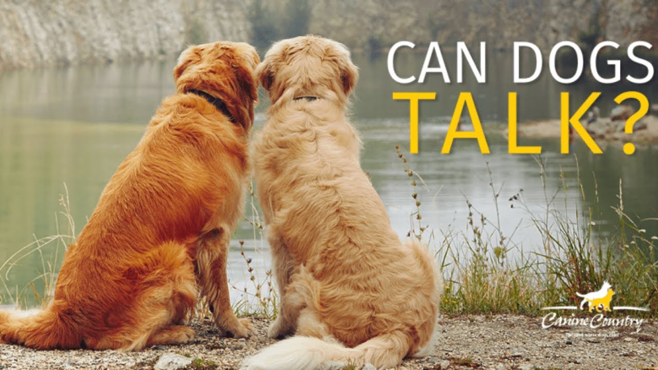 Fun facts about Dogs Communication | Connect with your Dog | Navology ...