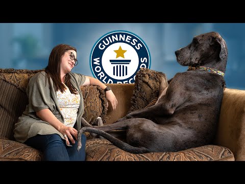 Great Dane is the World's Tallest Dog - Guinness World Records