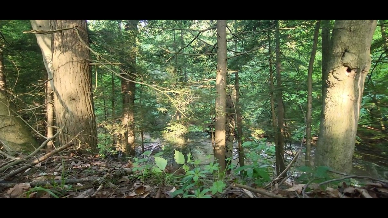 #nature#sunbeamshemlockschimpmunks#streamside - YouTube