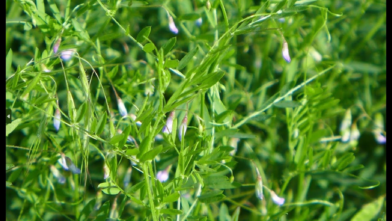 A0250 #얼치기완두 [학명] #Vicia tetrasperma [영어명] Lentil vetch [약효] - - YouTube