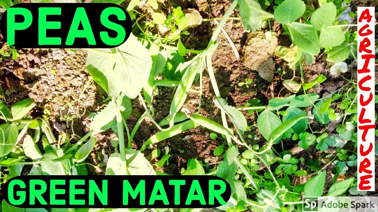 PEAS OR GREEN MATAR AGRICULTURE, PEA FLOWERS, PEA PODS AND PEA SEEDS ...