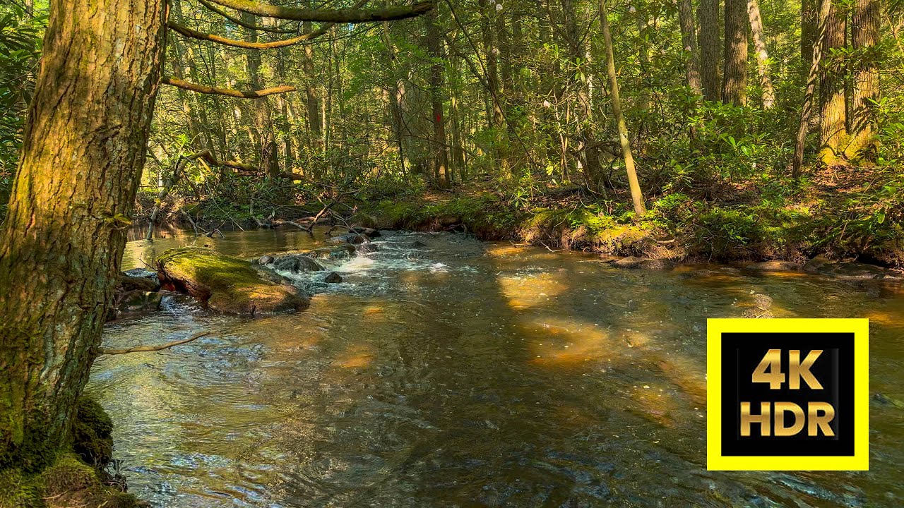 4K Forest Stream-Relaxing River Sounds-Sleep/Study/Relax-Ultra HD HDR Nature Video. - YouTube