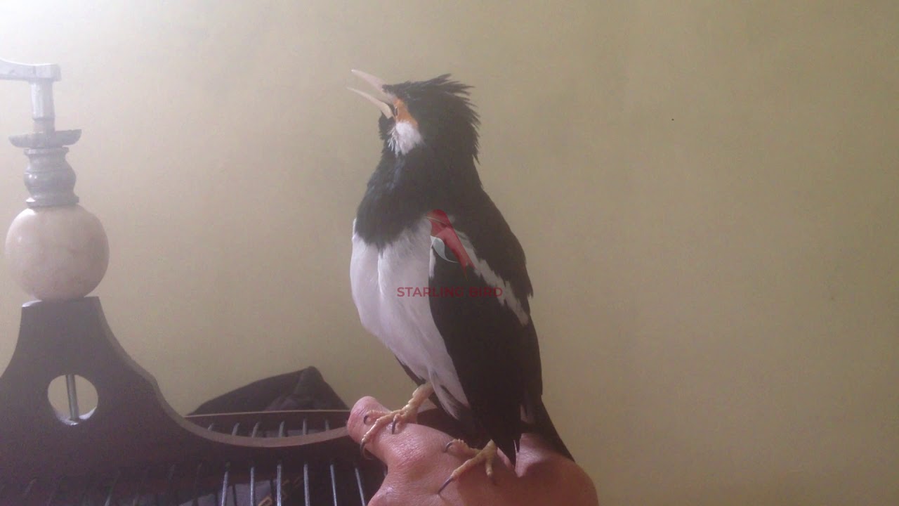 Starling Bird Talking and Singing to The Camera | Starling Bird Sounds ...