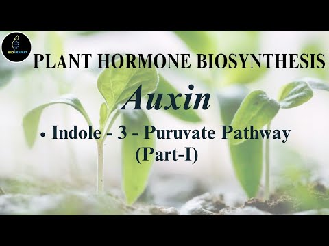 Auxin|Biosynthesis|Indole-3-Pyruvate Pathway|Functions|Location| - YouTube