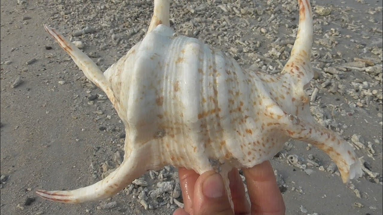 Explore nature and find sea shells - YouTube