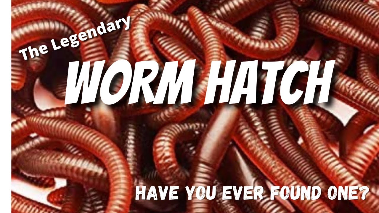 The Legend of the "WORM HATCH" - YouTube
