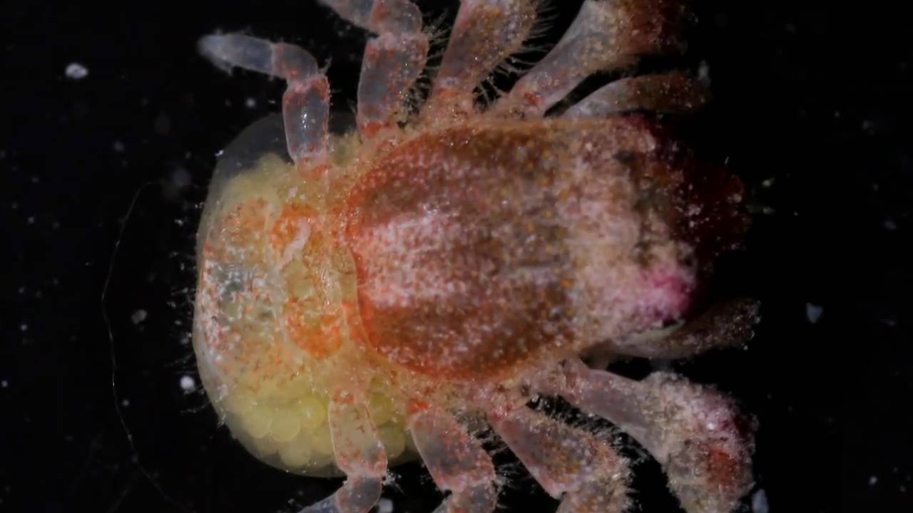 SMEE Semporna Marine Ecological Expedition - Gall Crabs - YouTube