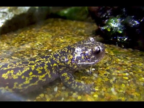ヒダサンショウウオ Hida salamander Hynobius kimurae - YouTube