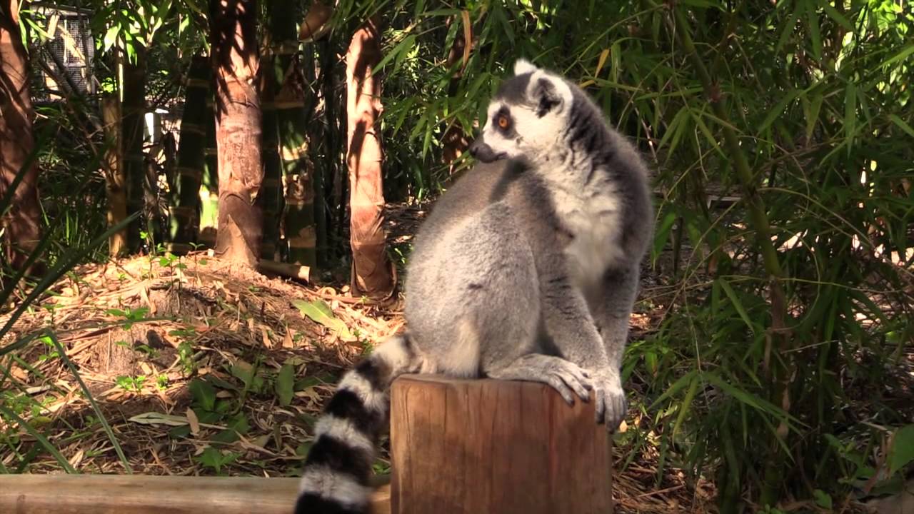Lemurs Loose on Bindi's Island at Australia Zoo - YouTube
