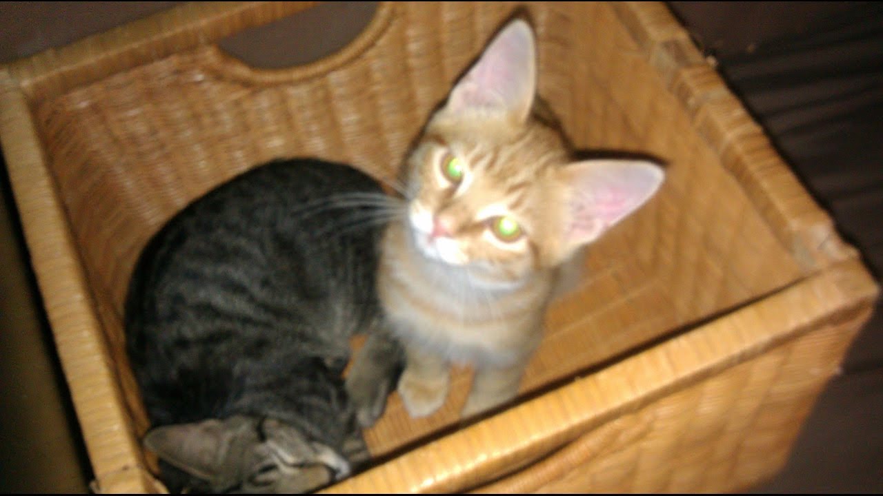 The Story of My Cat Linus! (He is a Very Cool Cat! ;~) - YouTube