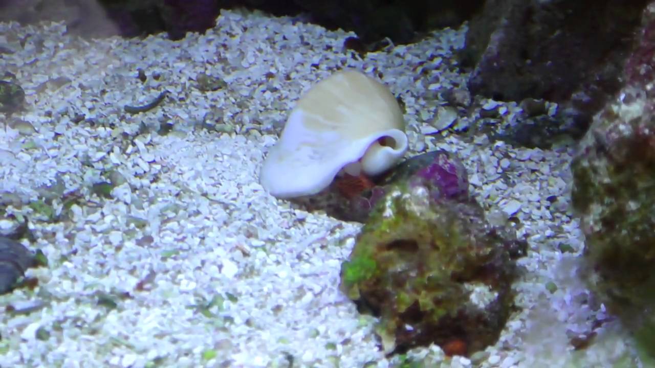 Halloween hermit crab changing shells - YouTube