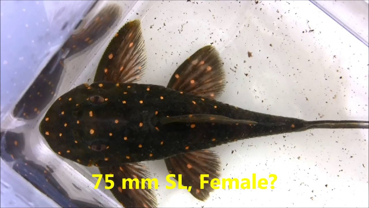 Sexing mustard spot plecos (Panaqolus albomaculatus) dorsal views - YouTube