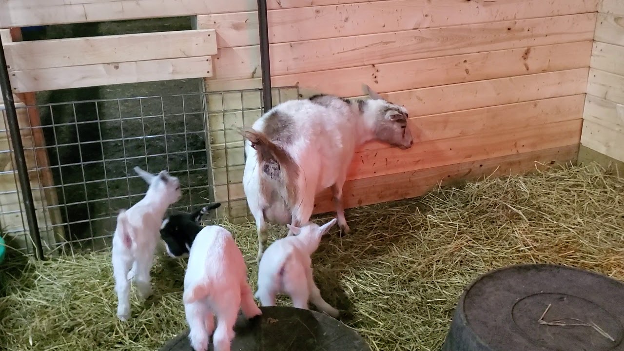 Mama goat walking better still limping - YouTube