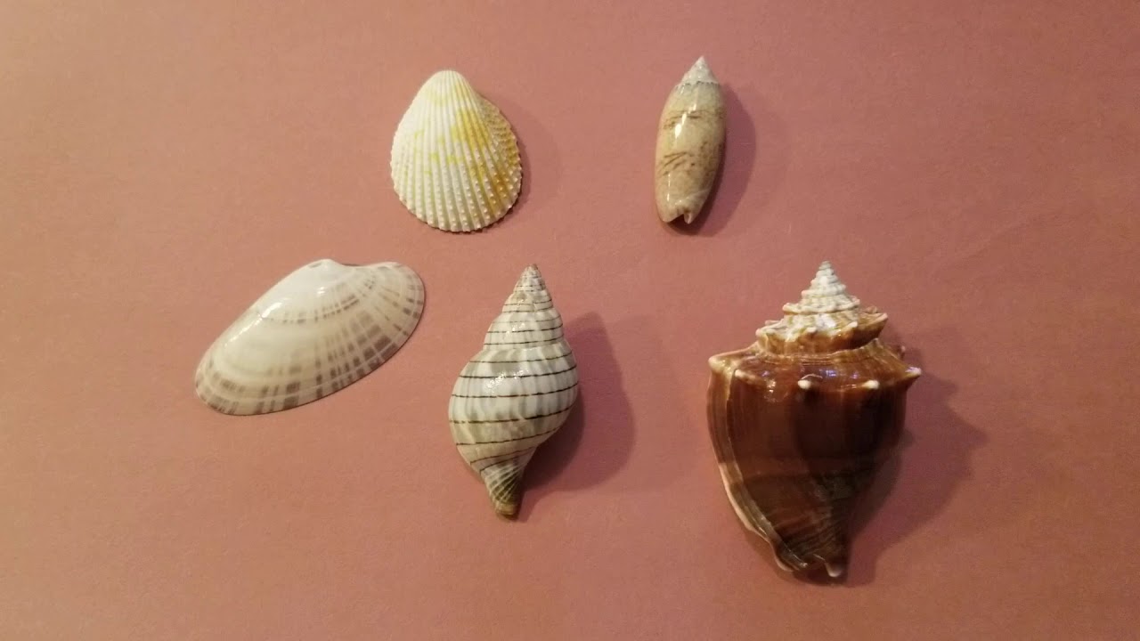 5 Little Seashells - YouTube
