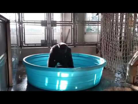 Gorila dança na piscina. Olha a alegria dele.