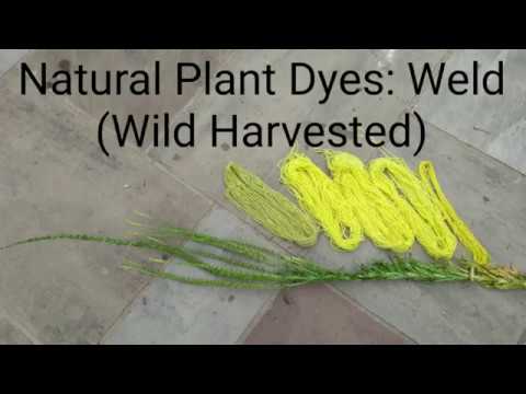 Natural Plant Dyes: Weld - YouTube