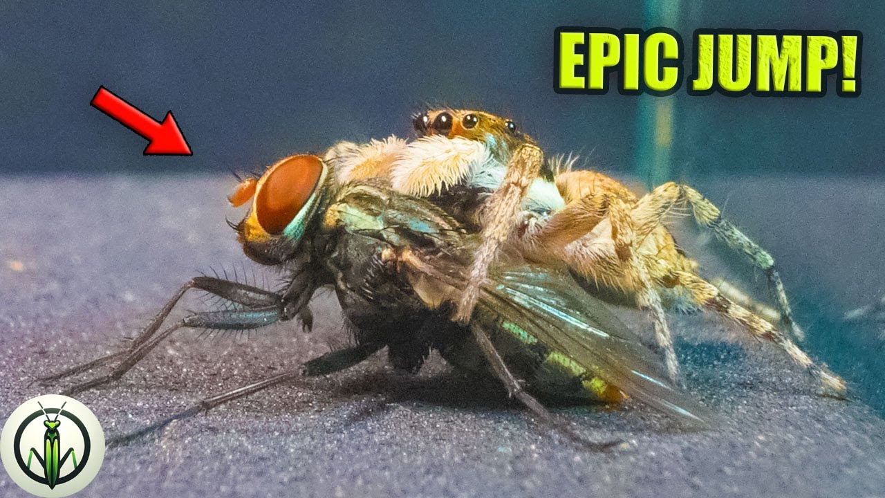 NEVER BEFORE SEEN! INCREDIBLE Skills to the LIMIT of the JUMPING SPIDER ...