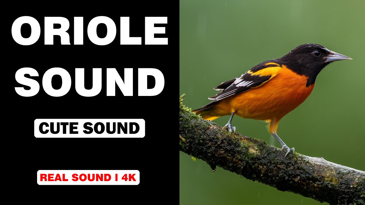Real Golden Oriole Sounds | High Quality | Cute Oriole Experience! | 4K ...
