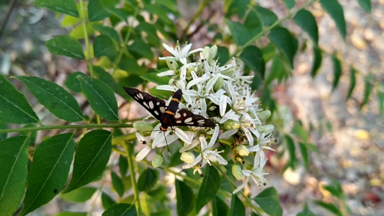 Curry leaf flowers pollination by insects.Curry leaf plants during ...