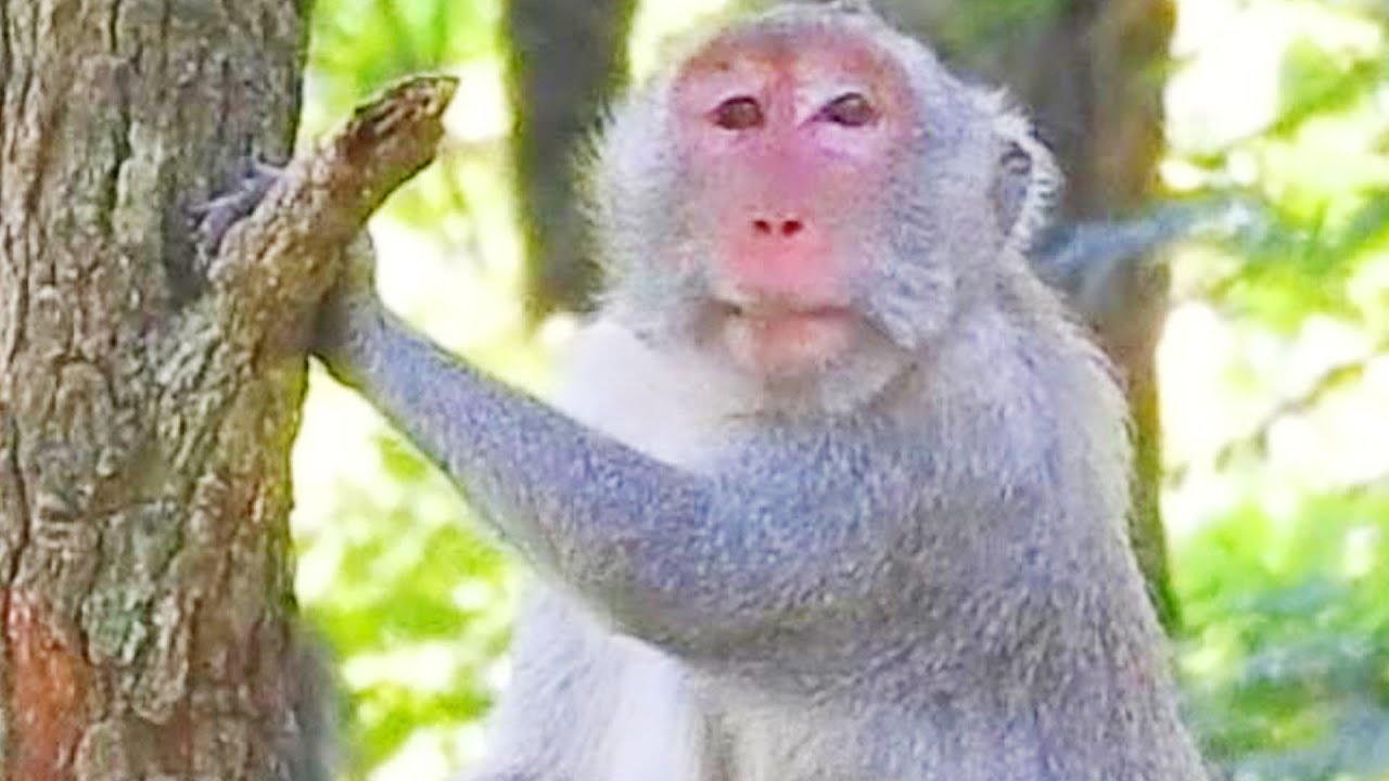 MOM JANE CLIMBING THE HIGH TREE TO FIND JONNA - YouTube