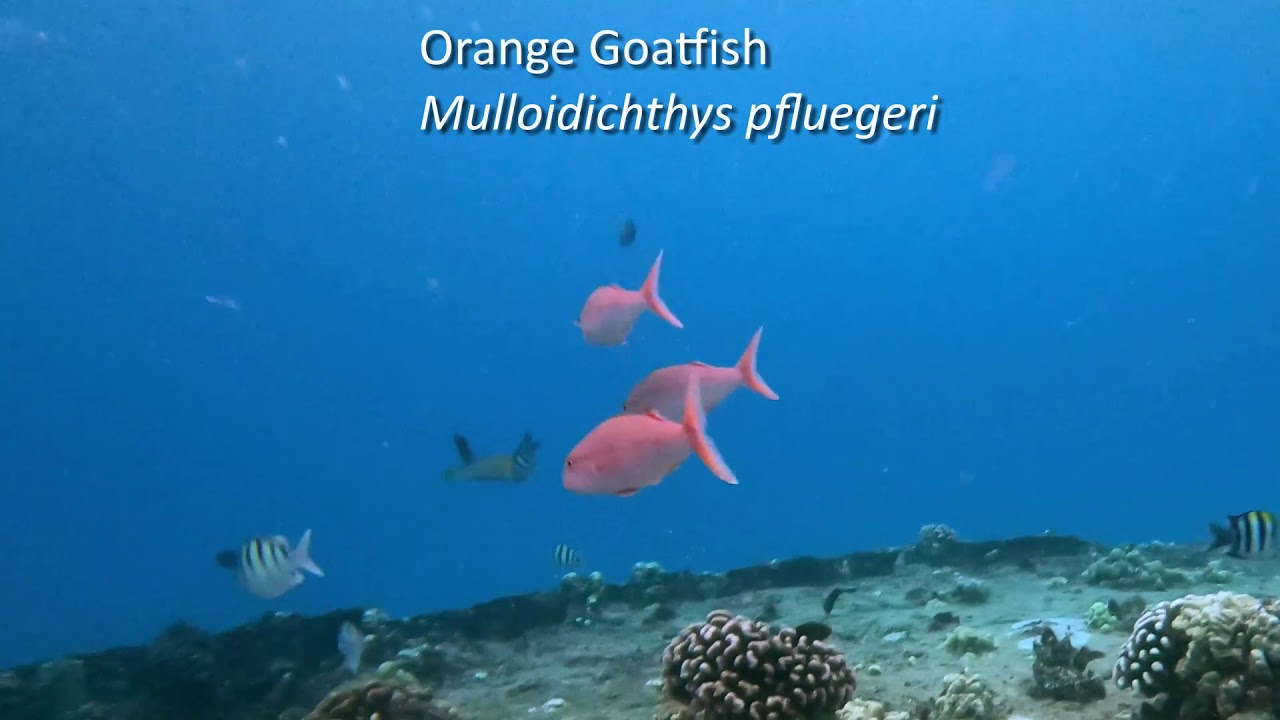 Weke 'ula, Orange Goatfish, Mulloidichthys pfluegeri - YouTube