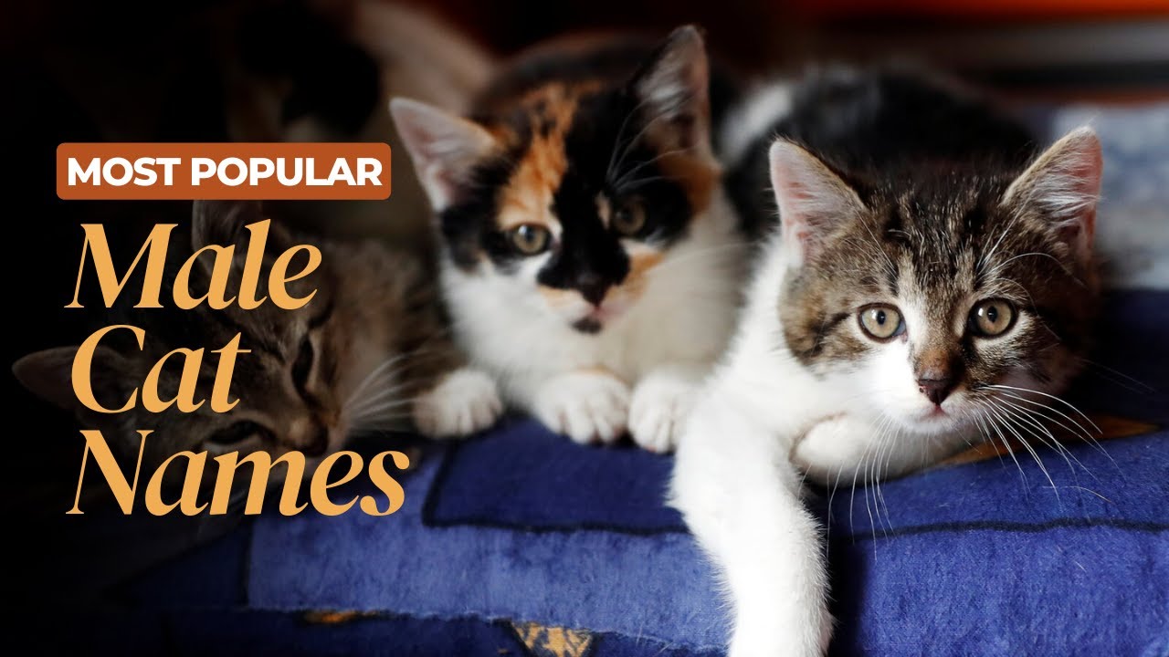 Most Popular Male Cat Names | Jungle Flicks - YouTube