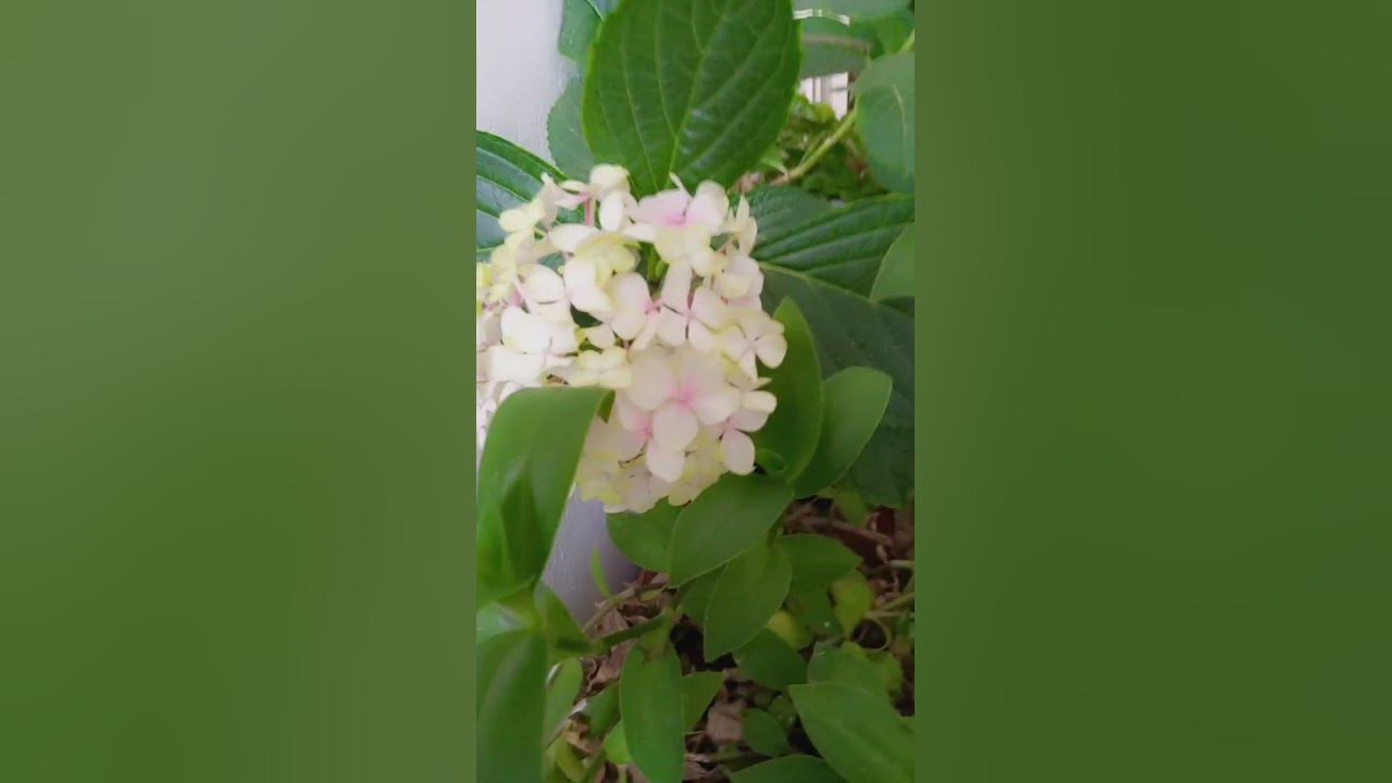 صباحكم حلو متل هل الوردة Youtube