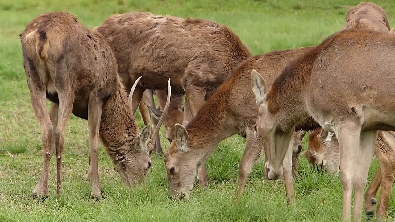 fauna americana RED DEER animais selvagens silvestres americanos pasto ...