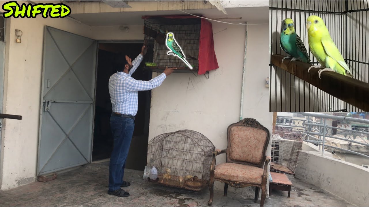 Budgies Ko Mini Zoo Ma Shift Kr Dia | Cages Setup | Atif Or Dayan - YouTube
