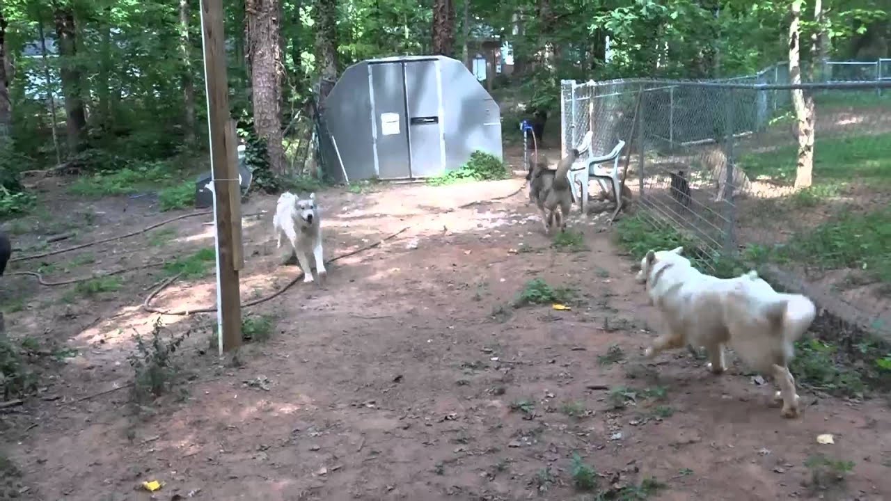 Release the Hounds - YouTube