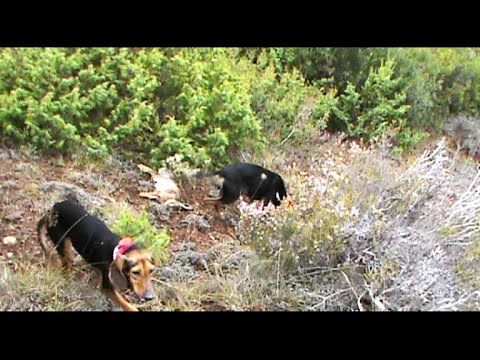 ΚΥΝΗΓΙ ΛΑΓΟΥ ...τέτοιο γύρισμα! - YouTube