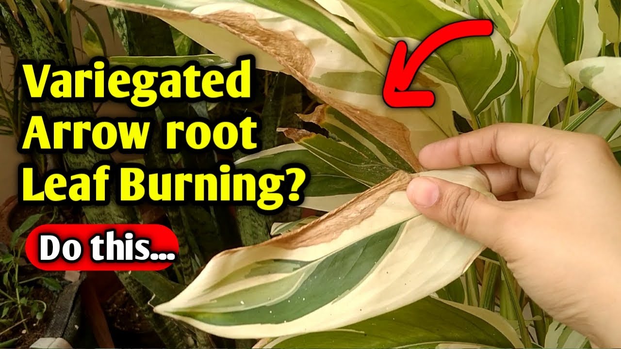 Variegated Arrowroot plant care | Stop Browning leaves | burning dying ...