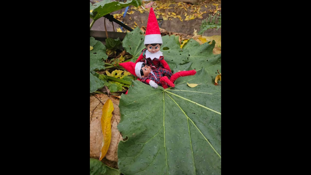 Unique Elf on the Shelf Poses in Jeremy garden - YouTube