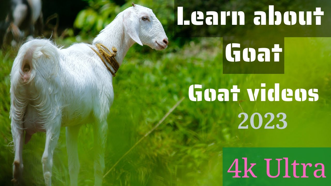 Learn about Goat | Goat discovery | 4k Goat videos | Goat breeds - YouTube