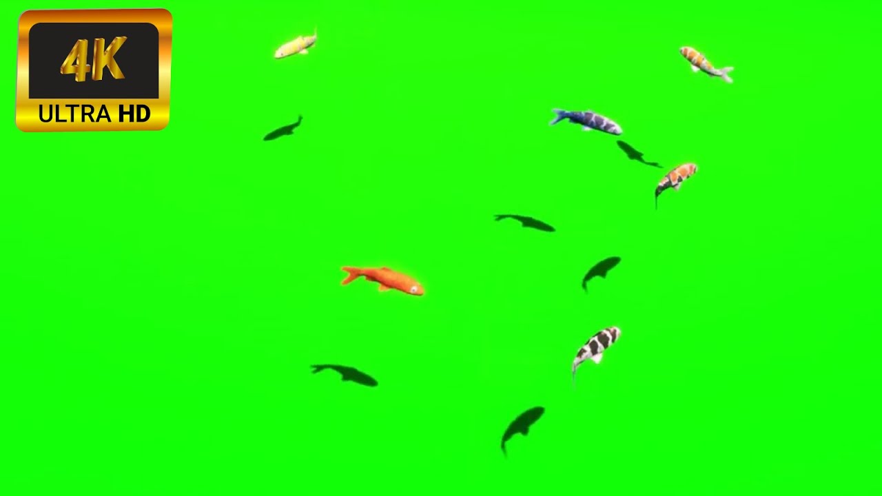011 - Green Screen | Chroma Key | Animal 4K | Fish - YouTube