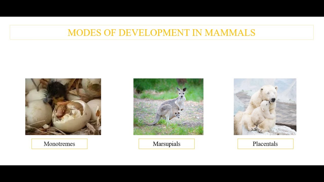 Modes of Development in Mammals - YouTube