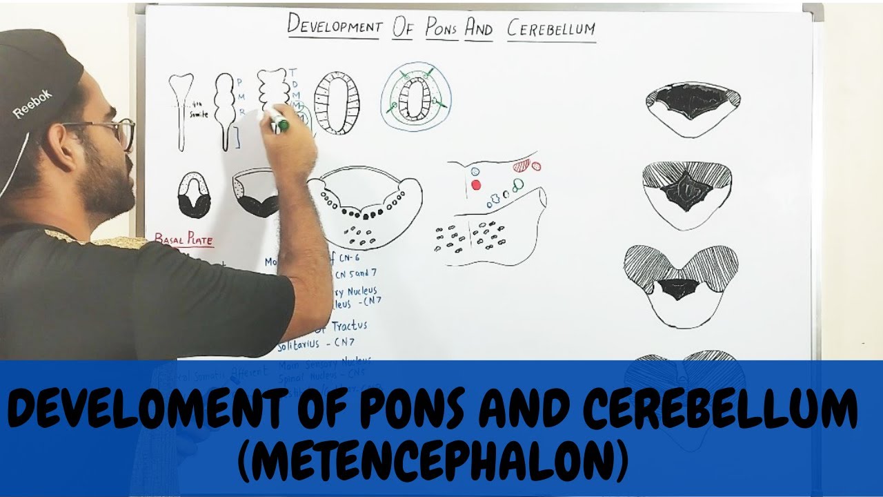 DEVELOPMENT OF PONS AND CEREBELLUM (METENCEPHALON)- CNS EMBRYOLOGY ...