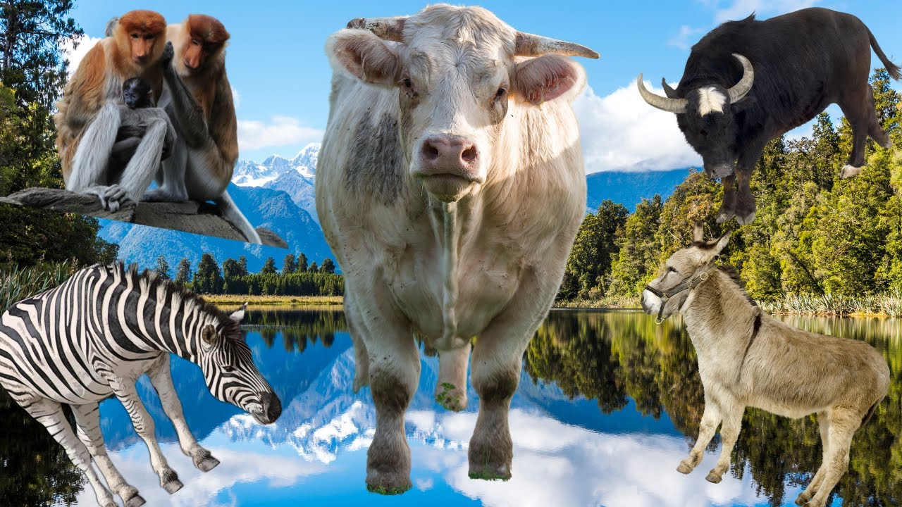 familiar animal sounds tamarin, proboscis monkey, guereza, lion, walrus ...