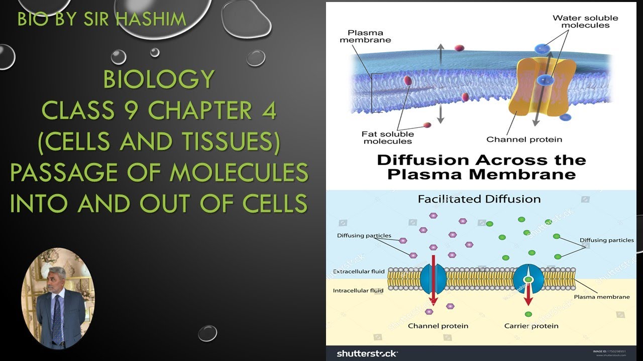 Class 9 Biology: Chapter 4 - Passage of Molecules into and out of Cells ...