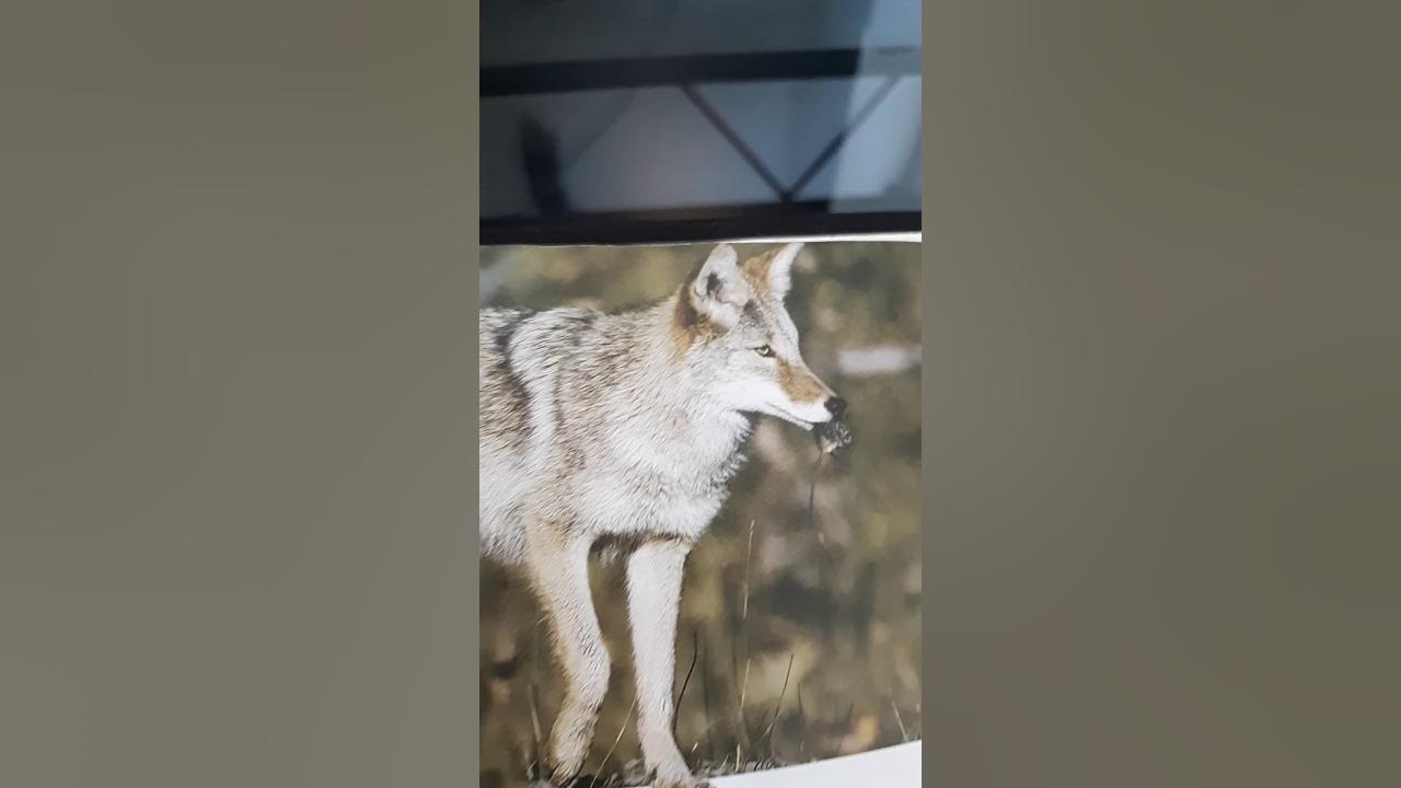 Unique Animals of the Southwest - YouTube