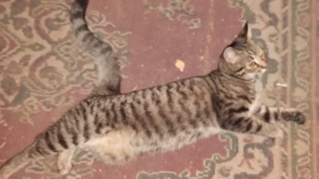 Tora is the best cat - YouTube