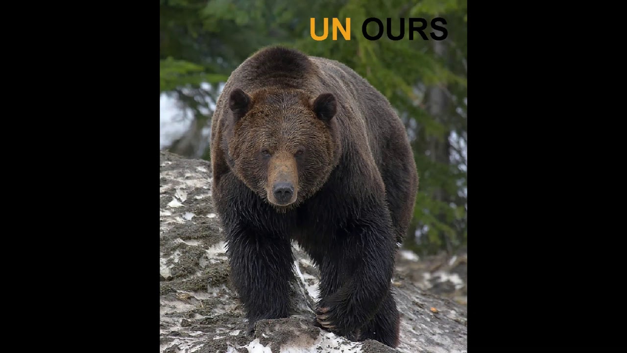 Les animaux sauvages 1 Wild animals 1 - YouTube