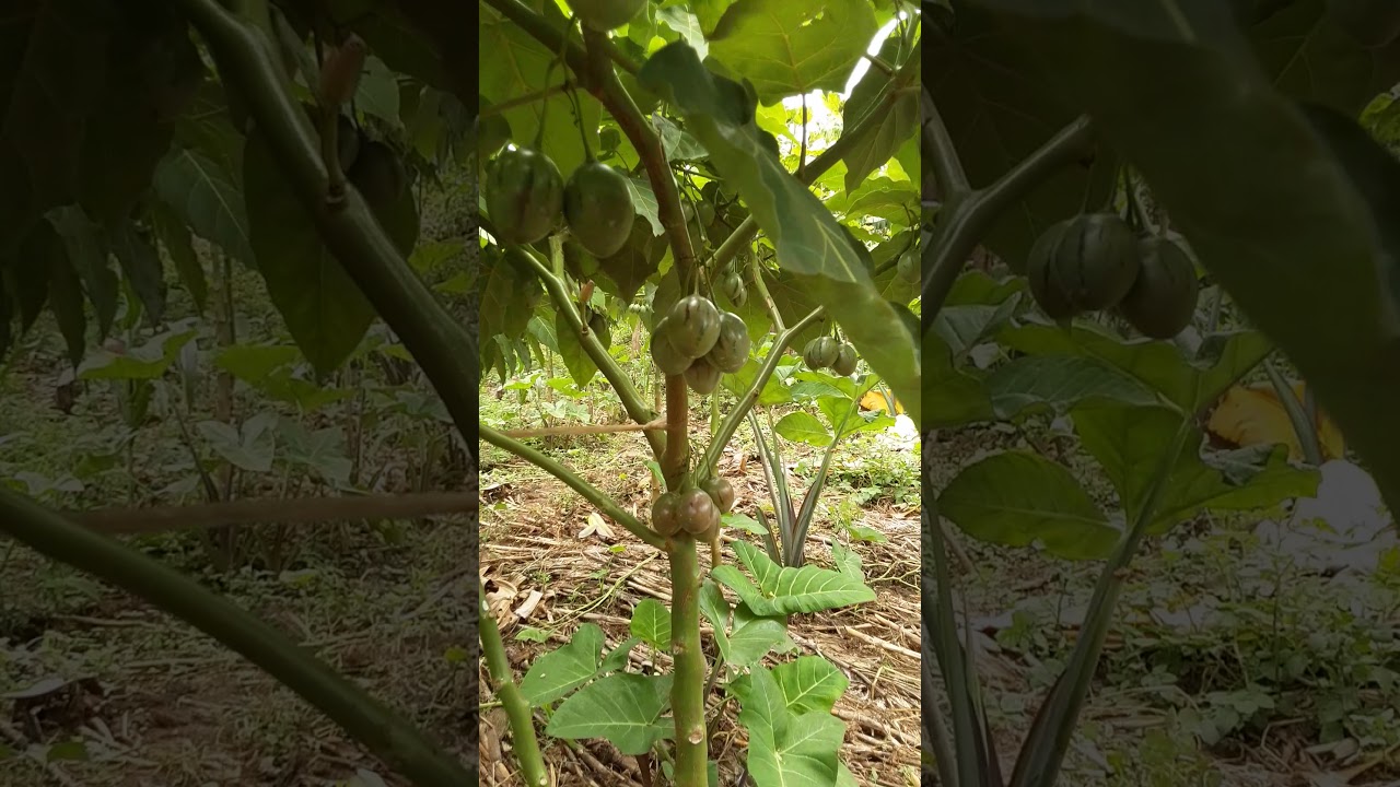 Tugeze ku umurima uhinzemo ibinyomoro byiza cyane - YouTube