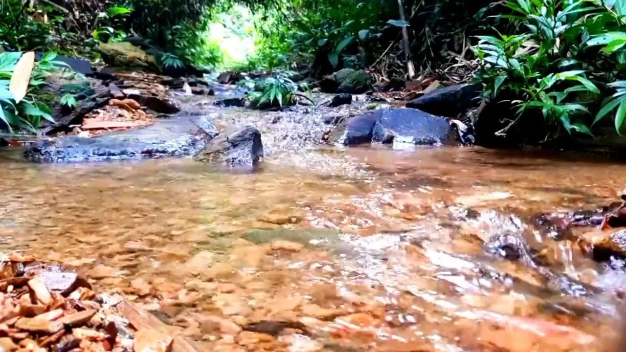 Gentle Stream with Birdsong | Flowing Water Nature Sounds to Relax ...
