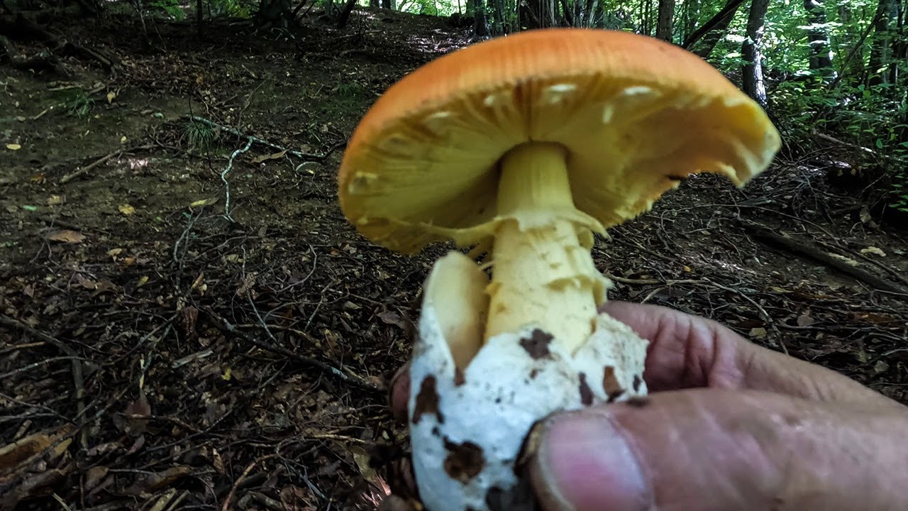 Ovuli a gogo. Il posto delle uova d'oro , amanita caesarea e porcini ...