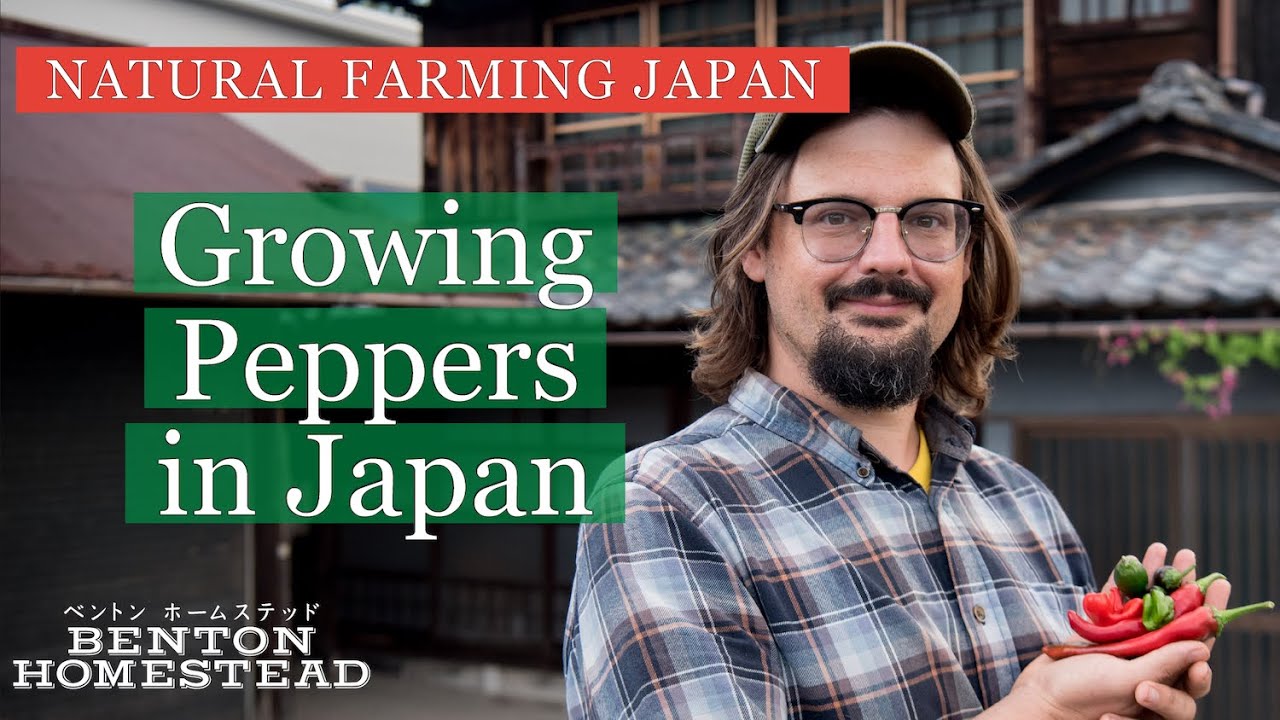 Growing Peppers » Natural Farming Japan » Ōmishima, Imabari, Ehime ...